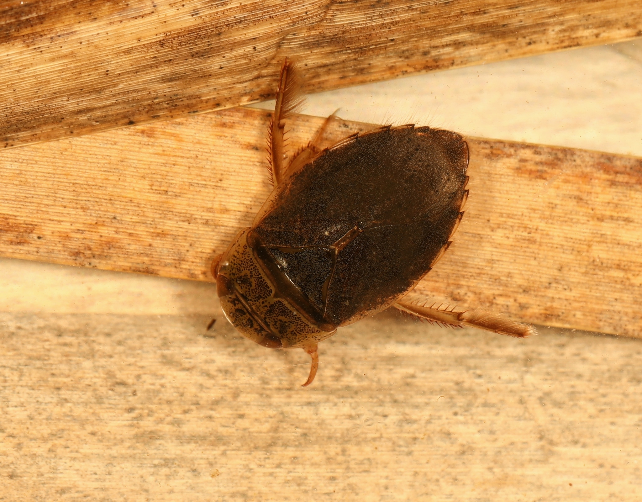 Naucoridae