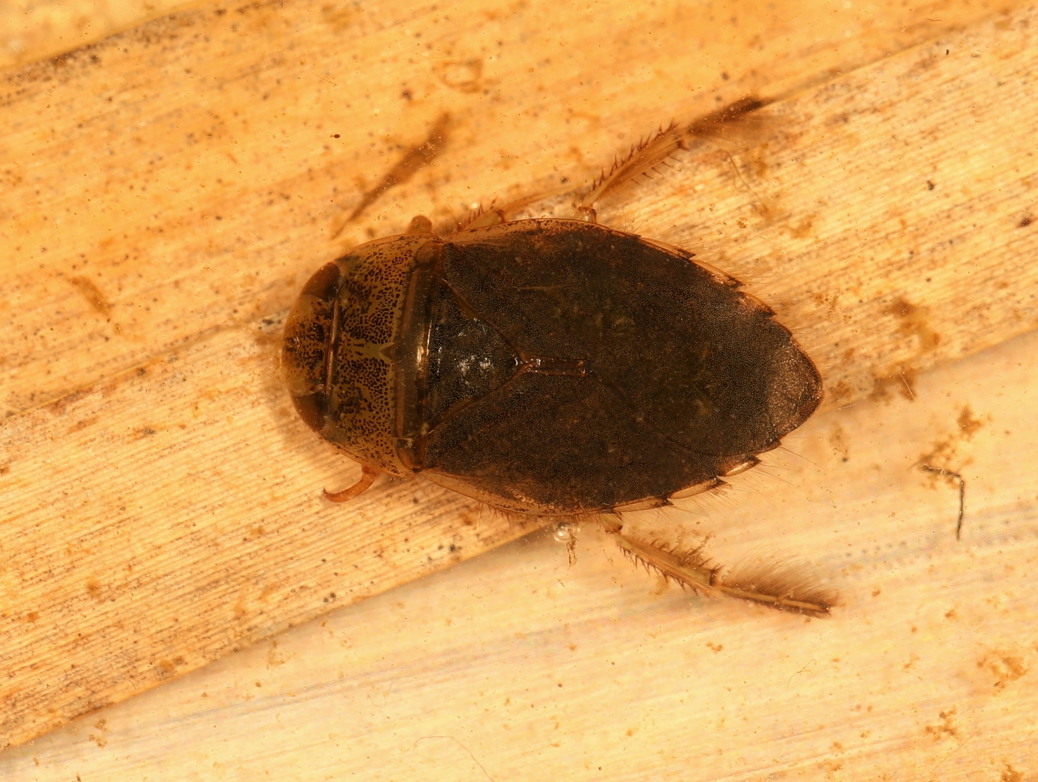 Naucoridae
