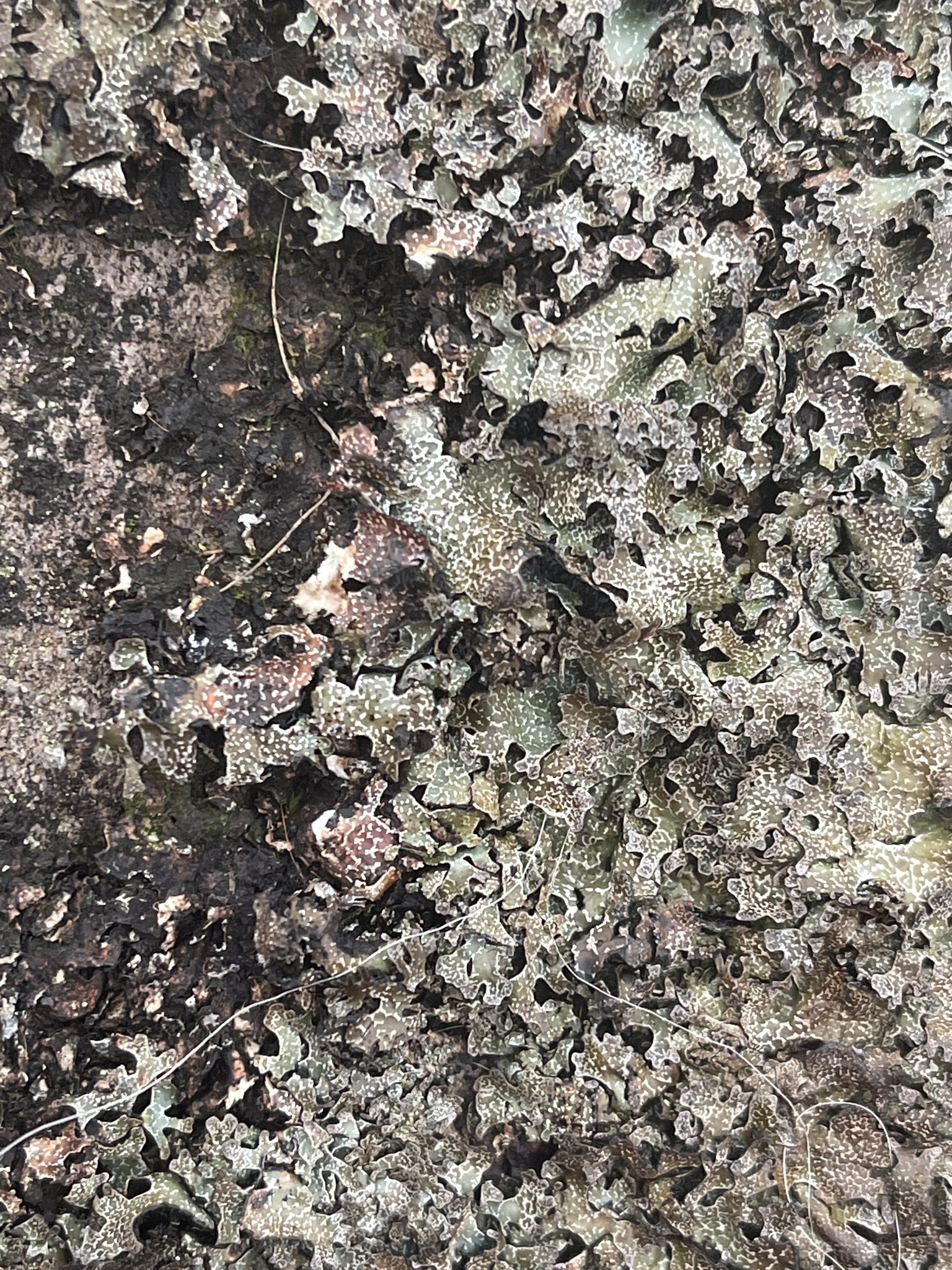 Parmelia omphalodes (L.) Ach.