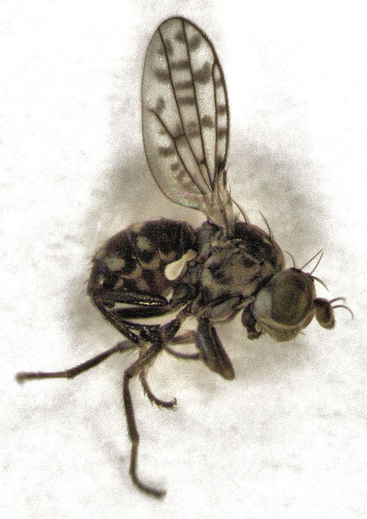 Nostima (Diptera (flies) of the Chagos Archipelago) · iNaturalist