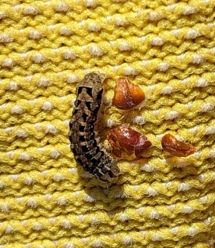 Cutworms and Dart Moths from Southeast Springfield, Springfield, MO ...