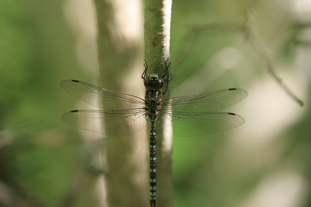 Hawkers and Typical Darners from Moss Lake Trail Elk Island National ...