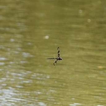 Epitheca princeps Hagen, 1861