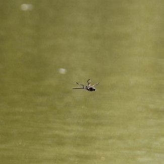 Epitheca princeps Hagen, 1861