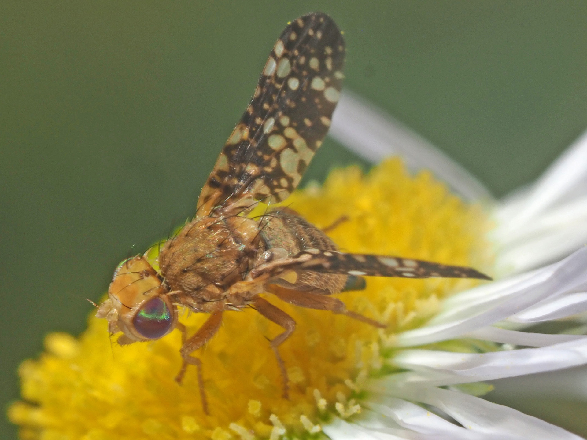 Oxyna flavipennis (Loew, 1844)
