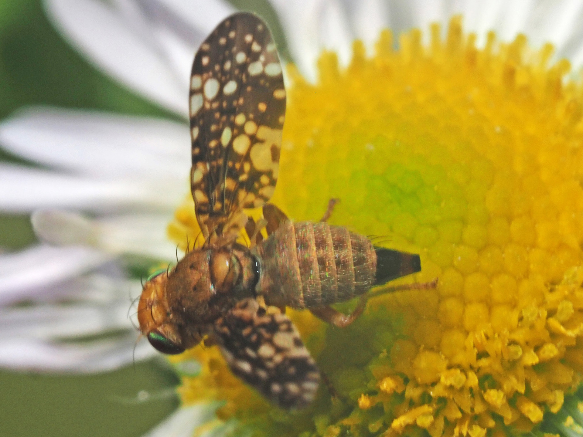 Oxyna flavipennis (Loew, 1844)