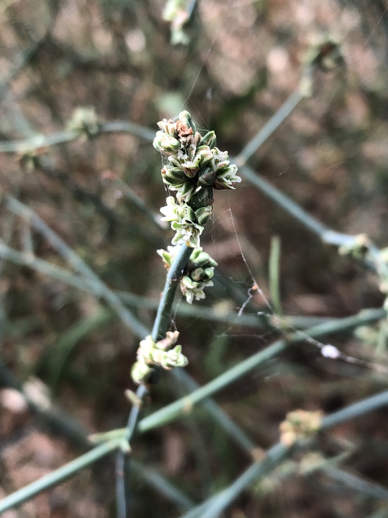 Tangled Lignum from Eastville Rd, Eastville, VIC, AU on March 04, 2023 ...