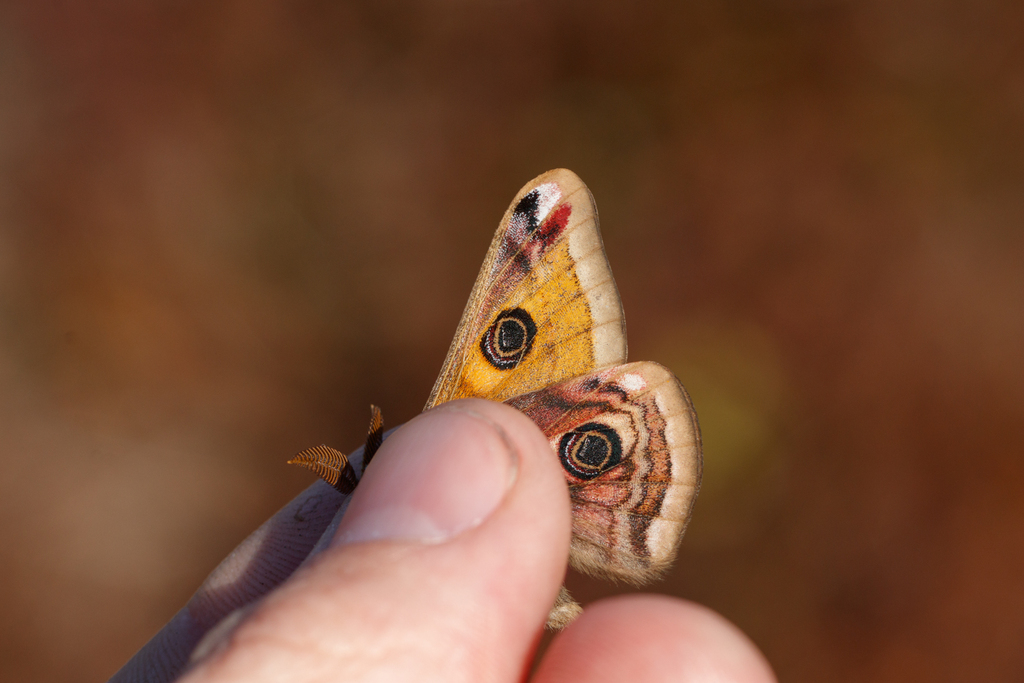 Small Emperor Moth from 9240 Nibe, Denmark on April 28, 2022 at 03:04 ...