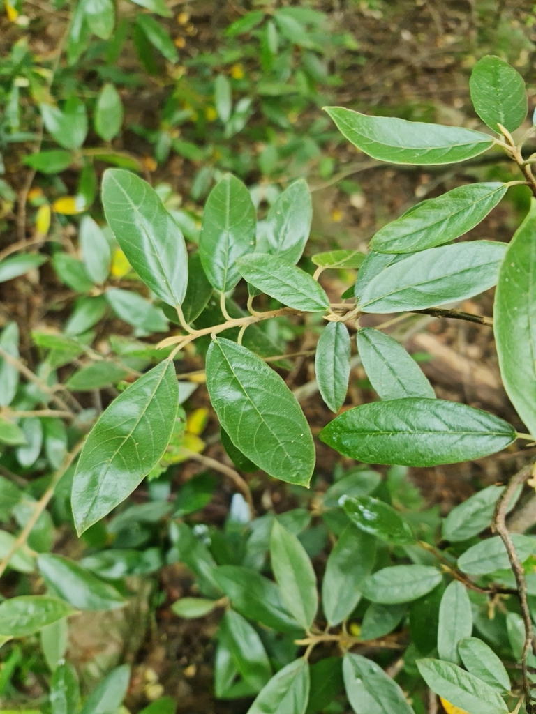 Wild Peach from Merafong City Local Municipality, South Africa on March ...