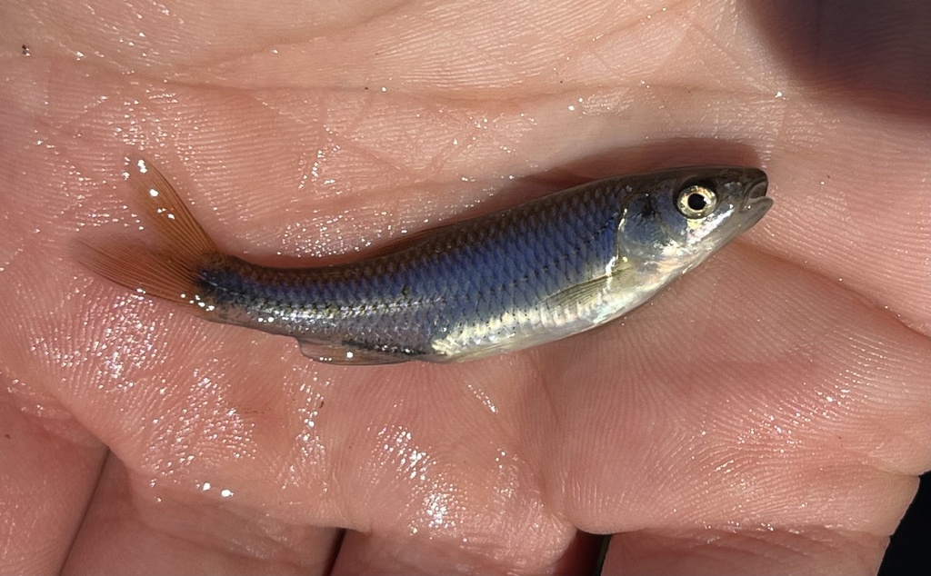 North American Minnows from Rock Creek Park, Washington, DC, US on ...