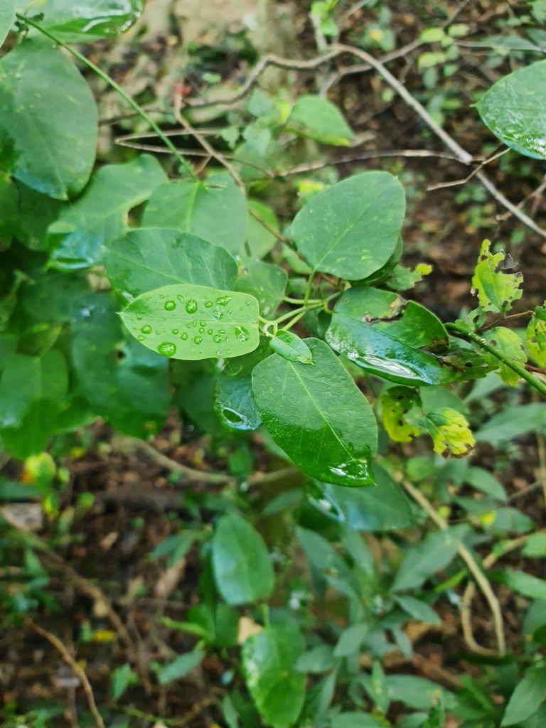 Moth Vine from Merafong City Local Municipality, South Africa on March ...