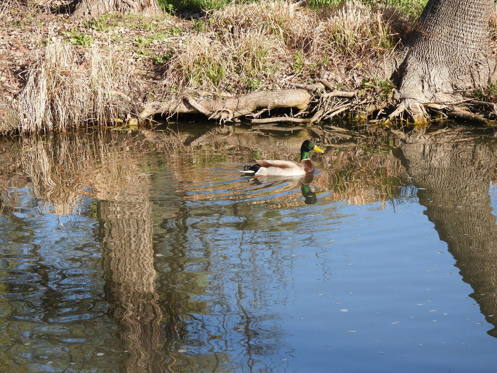 Mallard from Fort Worth, TX, USA on March 04, 2023 at 09:50 AM by ...