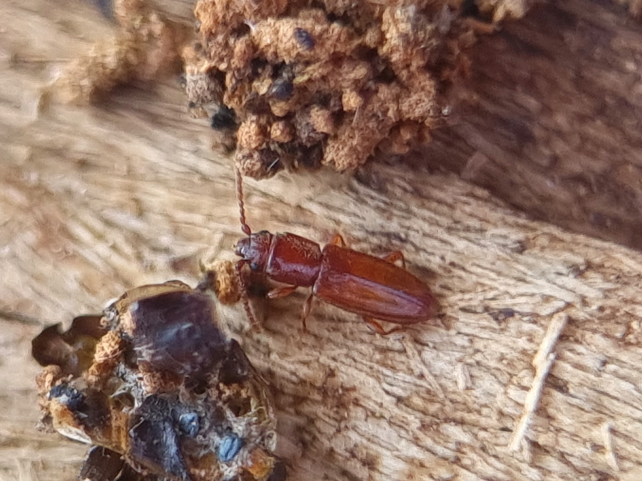 Placonotus MacLeay, 1871