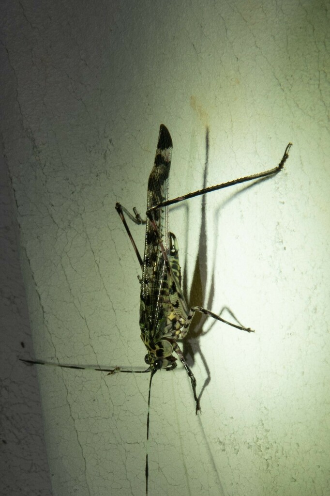 Quiva from Puerto Inca Province, Peru on March 19, 2020 at 11:26 PM by ...