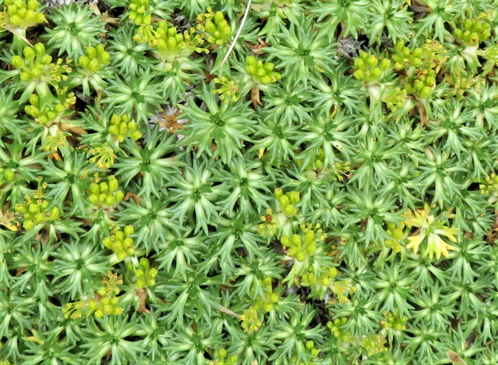 Azorella trifurcata (Gaertn.) Pers.