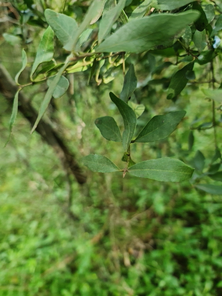 Blue Gwarrie from Fochville, South Africa on March 4, 2023 at 09:22 AM ...