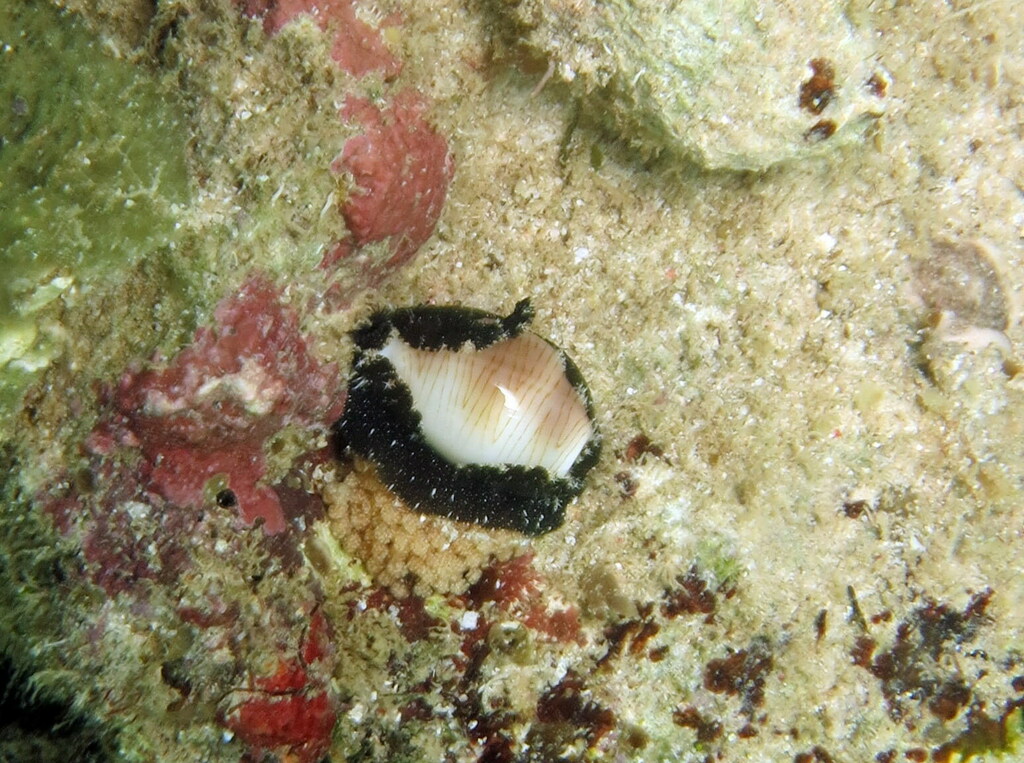 clandestine cowrie from Malapascua, Daanbantayan, Philippines on ...