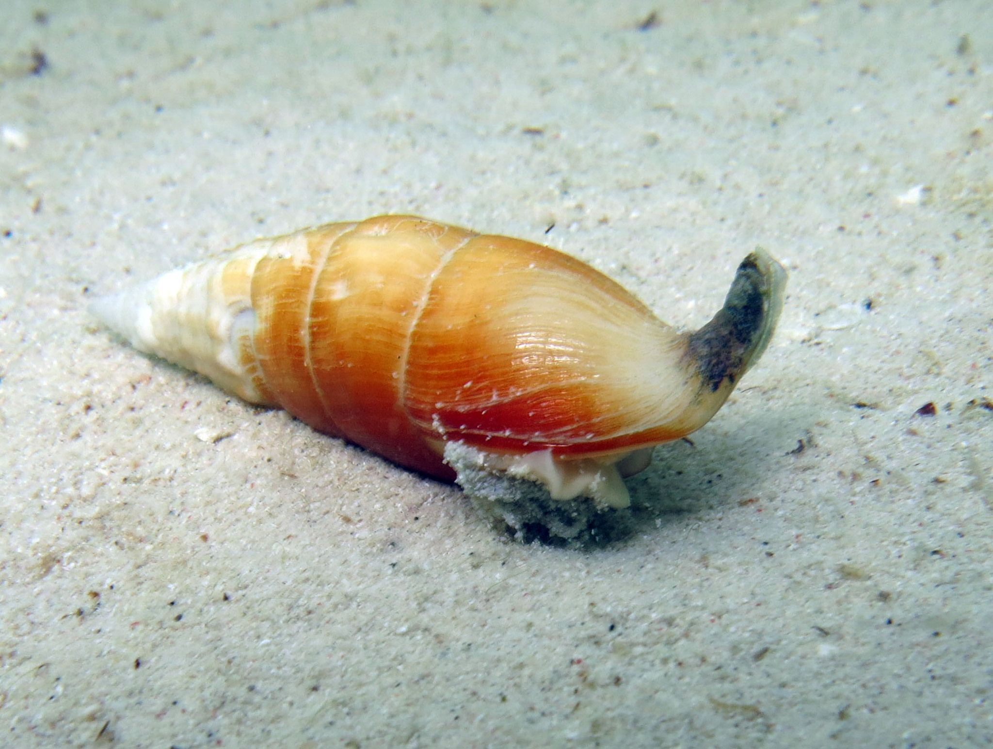 Rhinoclavis vertagus (Linnaeus, 1767)