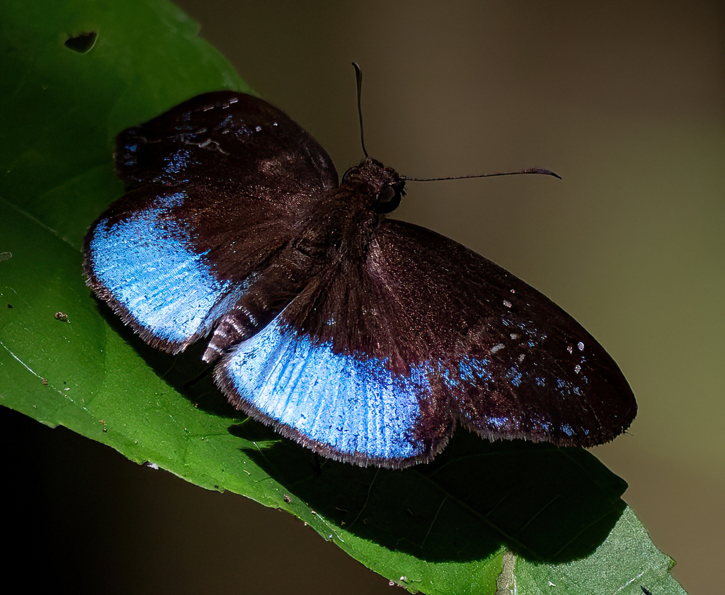 Pythonides proxenus from Cam. del Oleoducto, Panamá on February 10, 2023 at 10:38 AM by Don ...