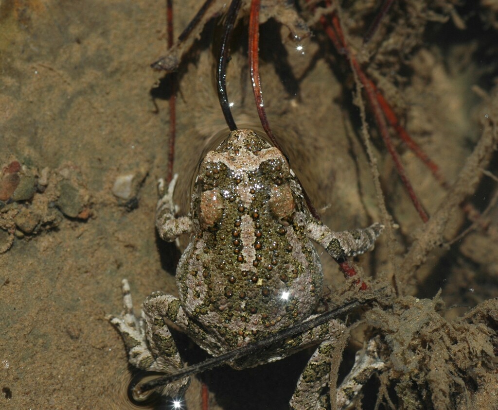 Pine Toad from Santa Catarina Ixtepeji, Oax., México on August 06, 2017 ...