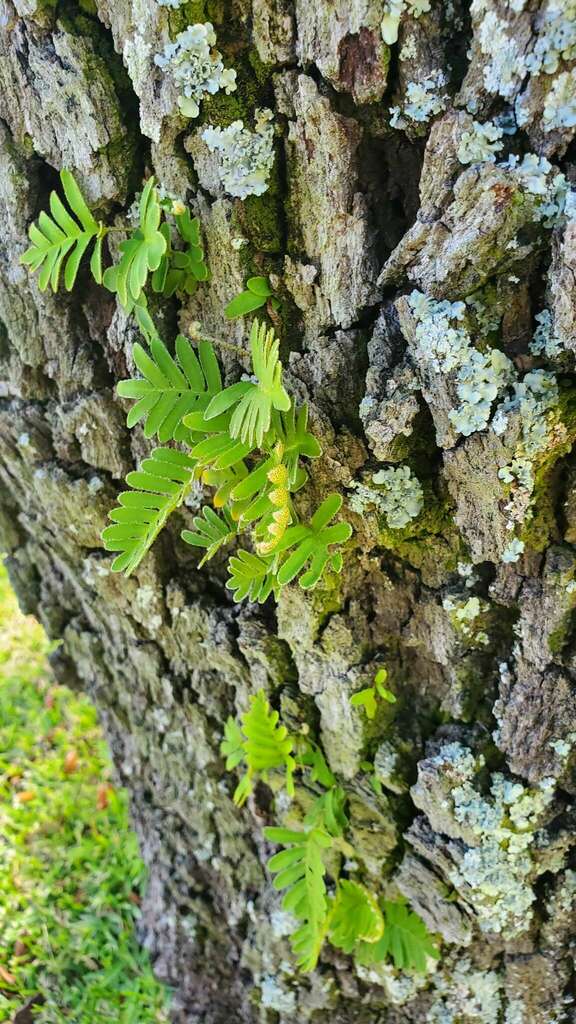 resurrection fern from Florida, US on March 04, 2023 at 11:00 AM by ...