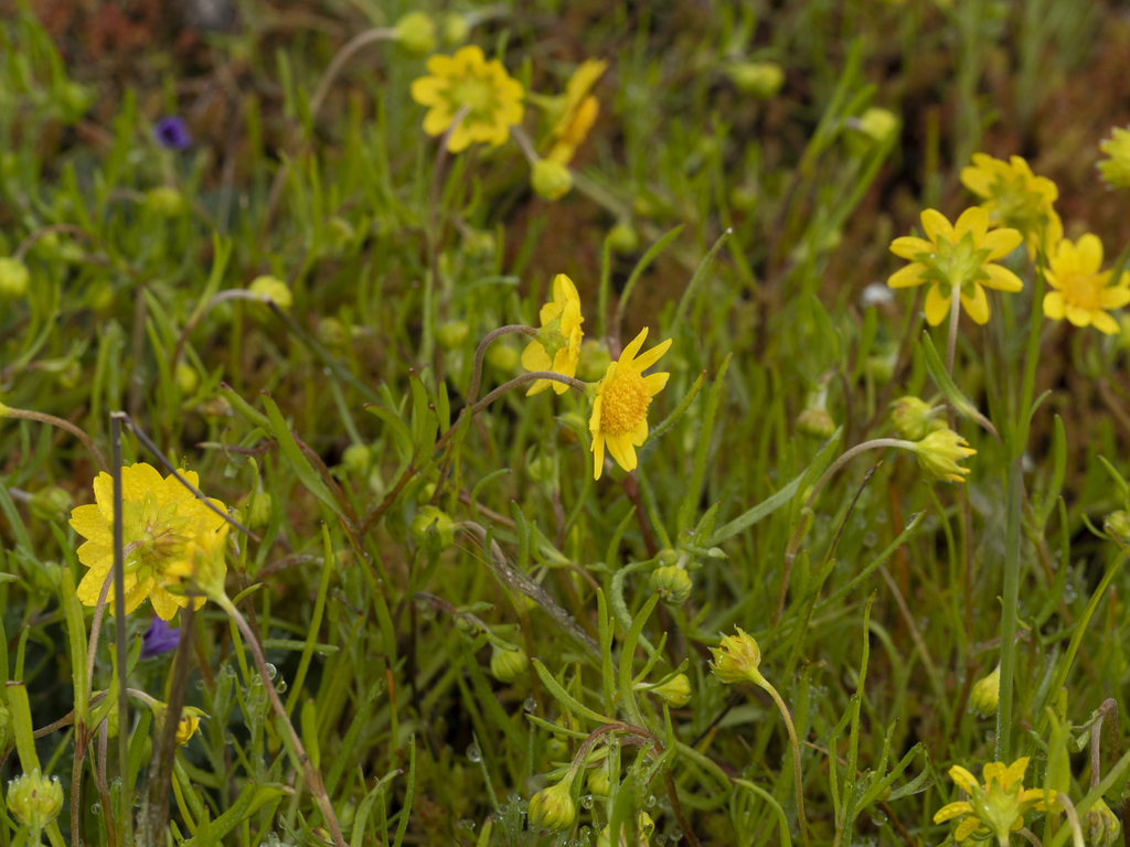 common goldfields from San Diego, CA, USA on March 04, 2023 at 09:28 AM ...