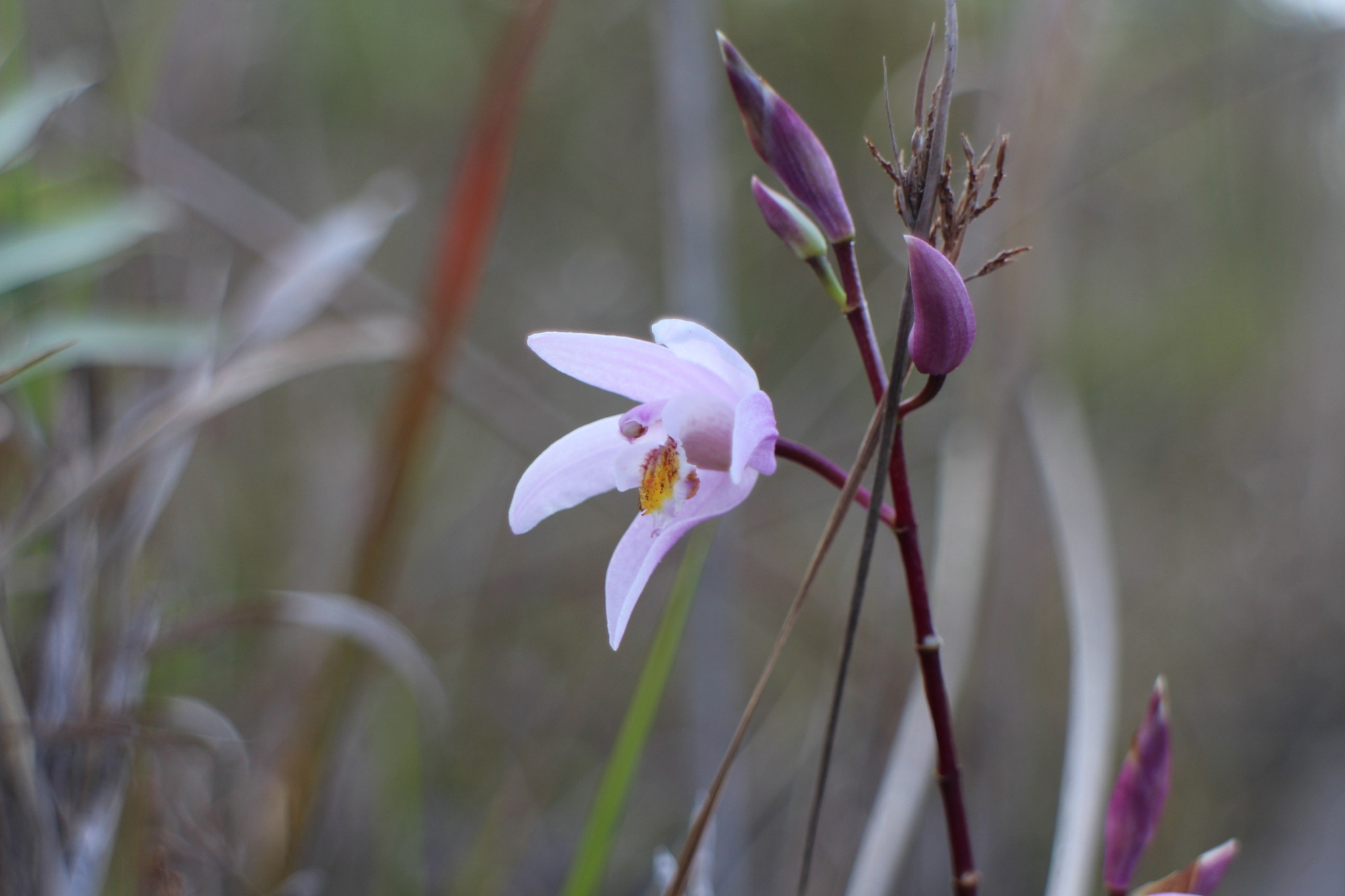 Bletilla Rchb.f.