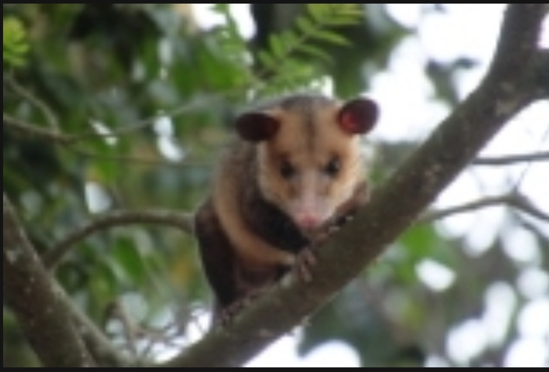 Didelphis marsupialis Linnaeus, 1758