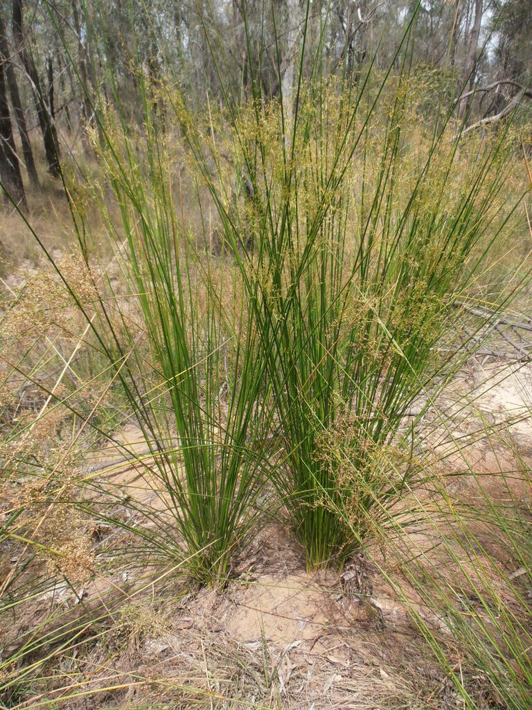 Juncus psammophilus from Condamine State Forest QLD 4413, Australia on ...