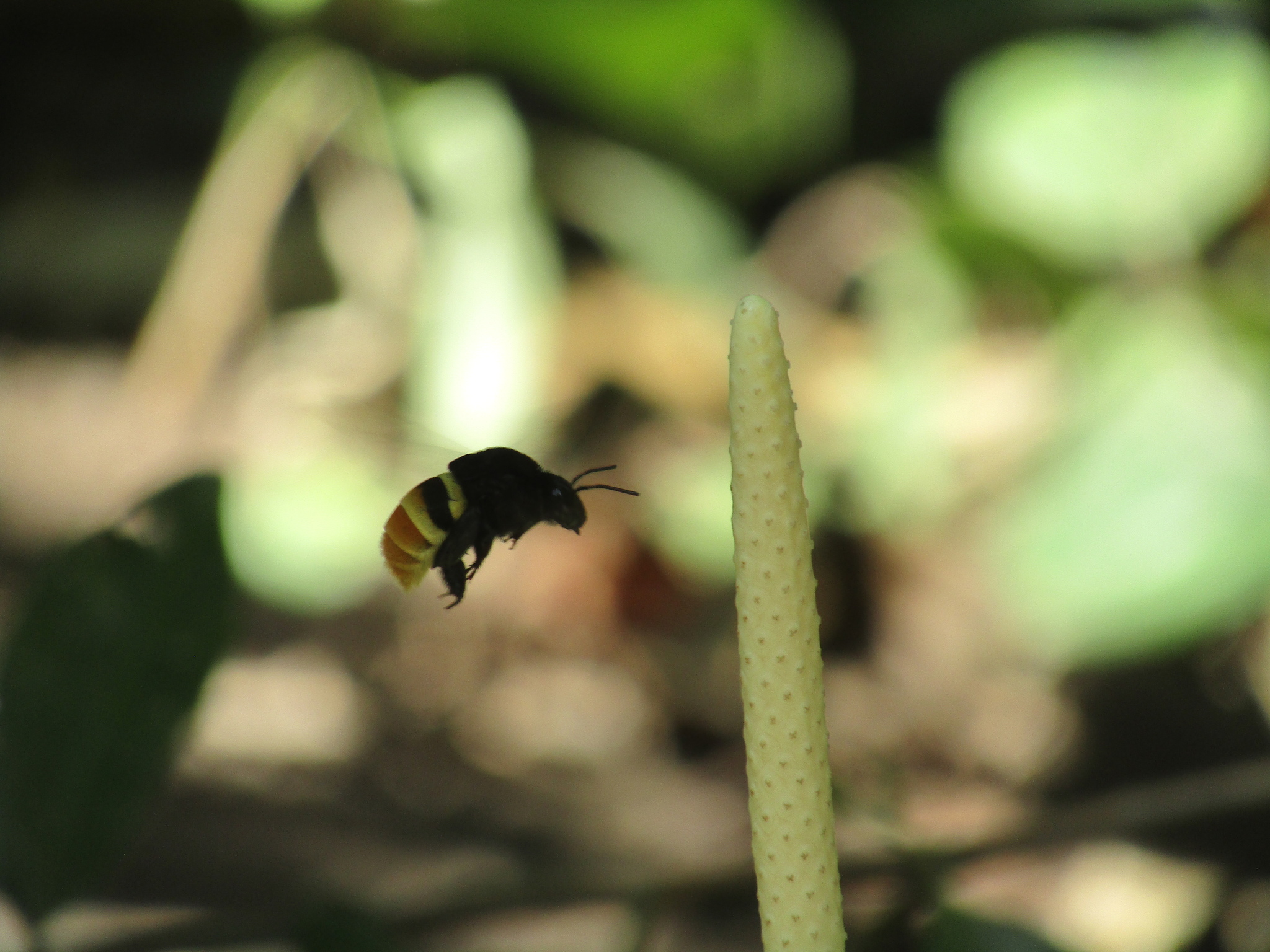 Eulaema cingulata (Fabricius, 1804)