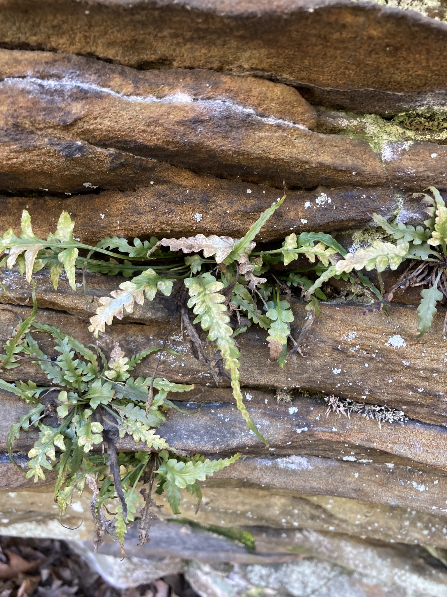 Asplenium pinnatifidum Nutt.