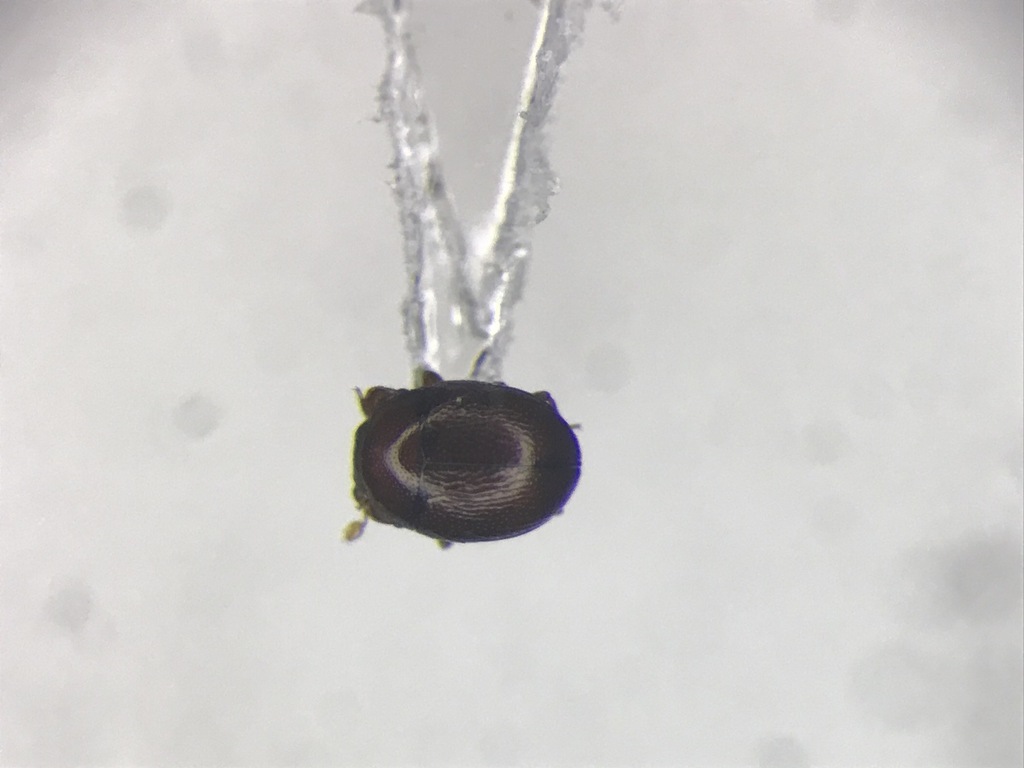 Bacanius punctiformis from Laurentides, QC, Canada on June 14, 2022 at ...