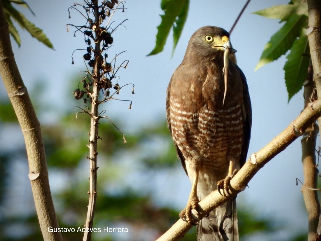 Roadside Hawk from Tapachula, Chiapas, MX on March 4, 2023 at 07:53 AM ...