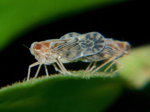 Subfamily Meenoplinae · iNaturalist