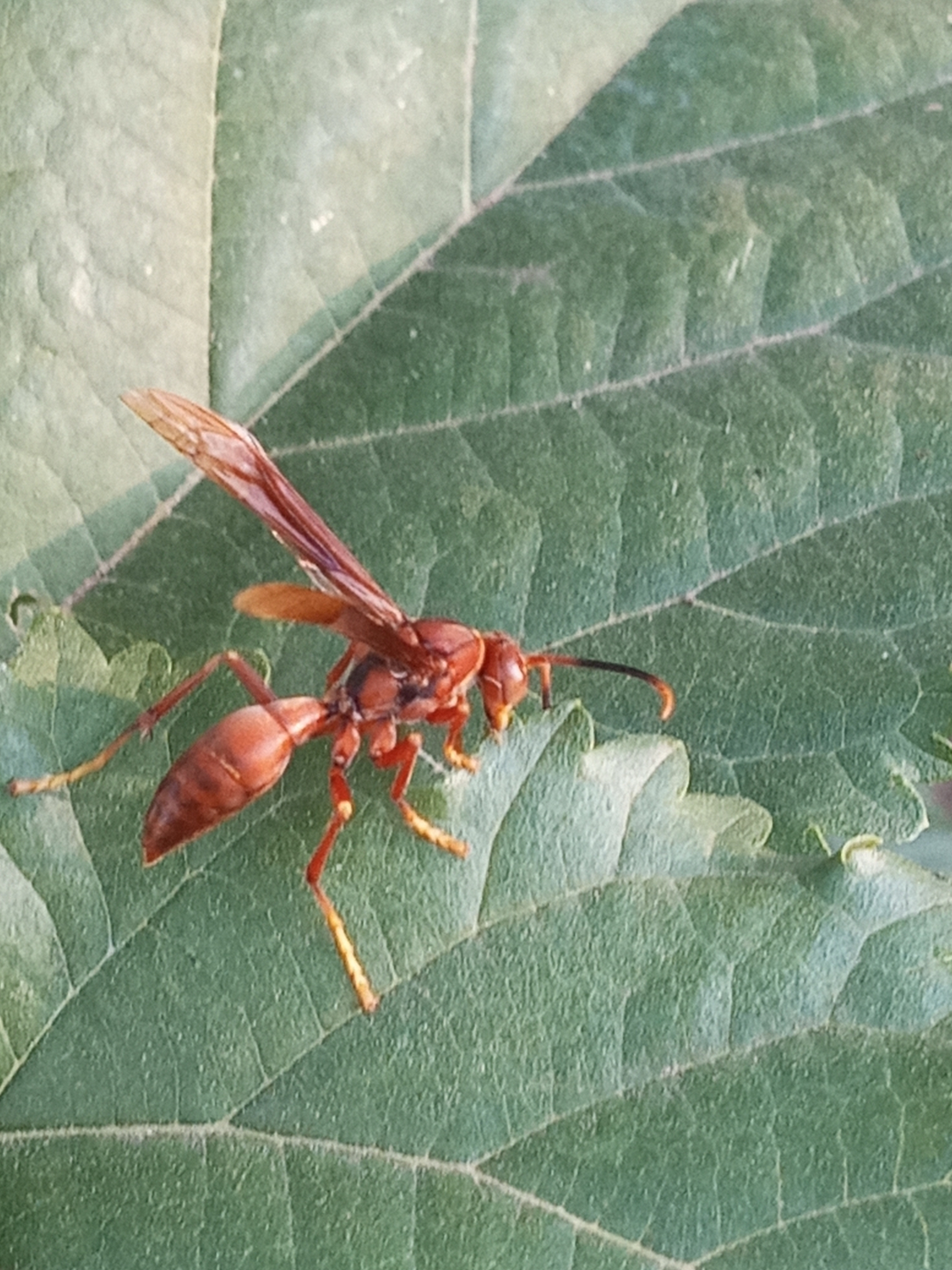 Polistes canadensis (Linnaeus, 1758)