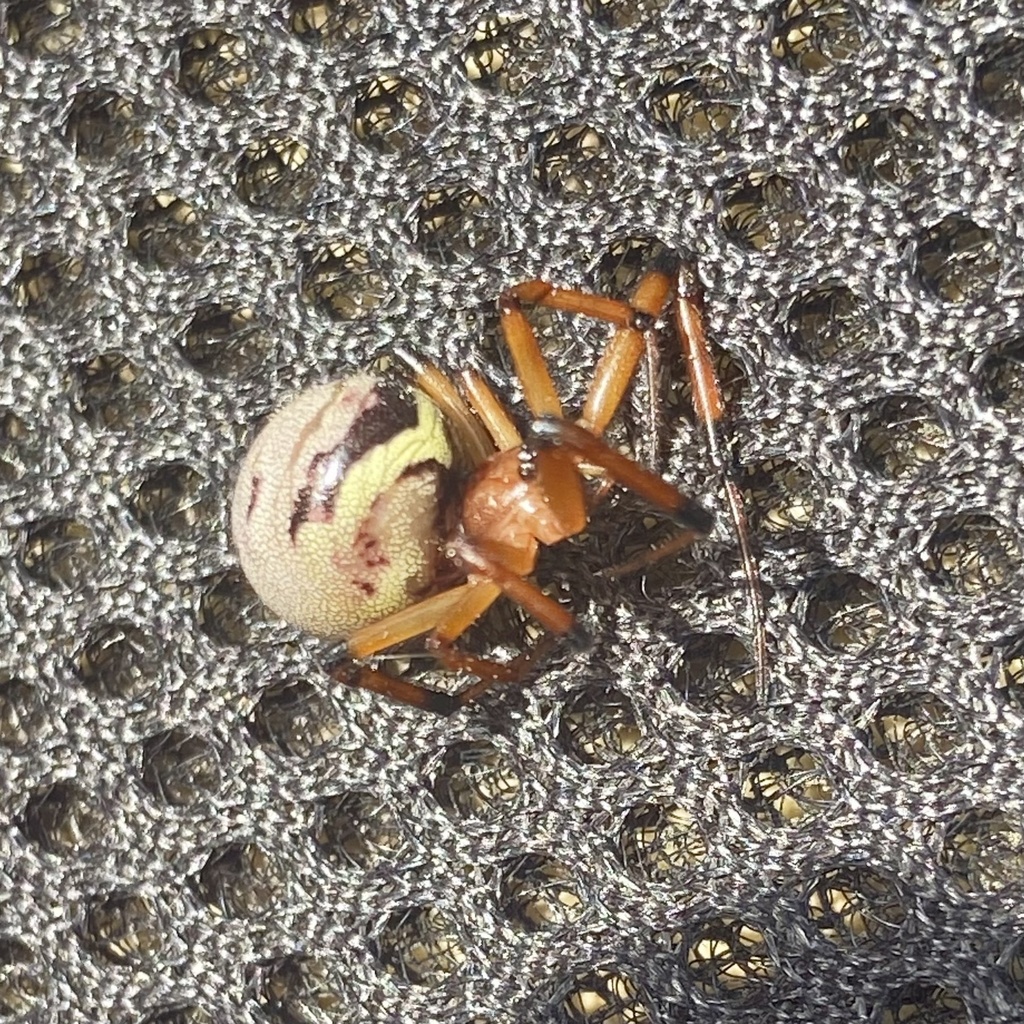 Cobweb Spiders from Odzala-Kokoua National Park, Cuvette-Ouest, CG on ...