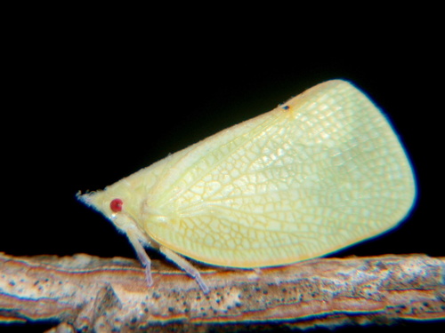 Genus Phantia · iNaturalist