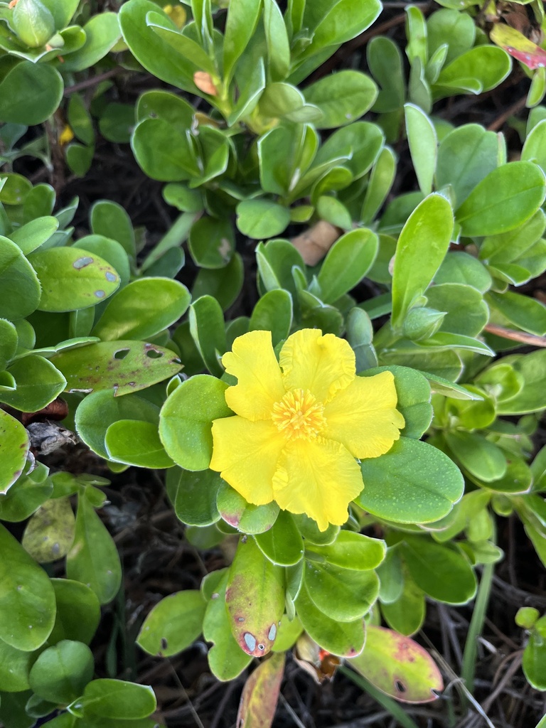 Climbing Guinea flower from Birubi La, Anna Bay, NSW, AU on March 5, 2023 at 07:19 AM by tyra ...