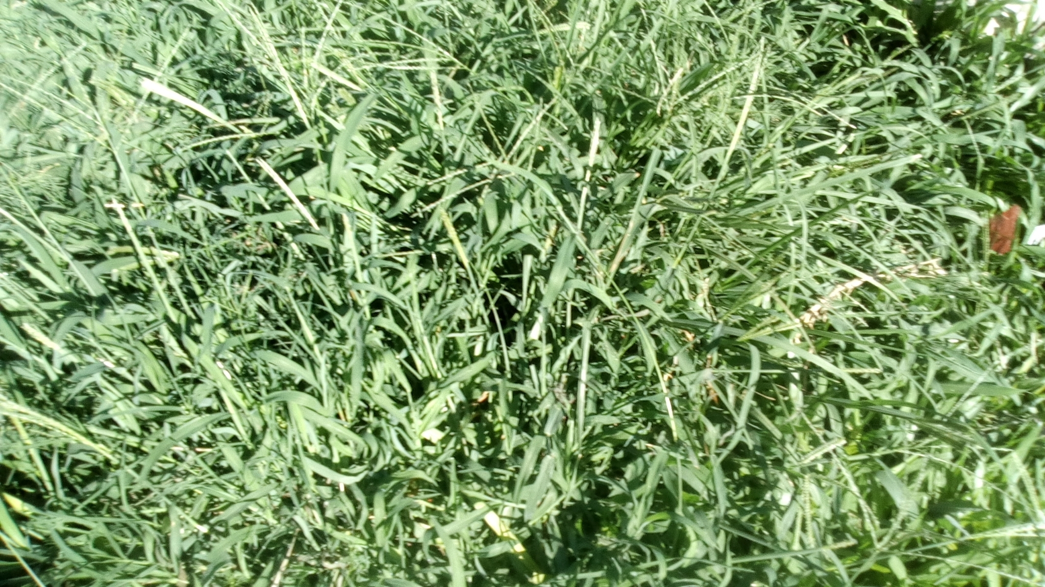 Digitaria sanguinalis (L.) Scop.