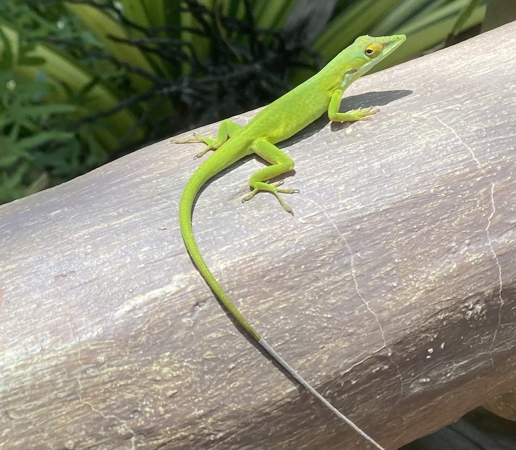 Allison's Anole from Isla de Roatán, Roatan, Bay Islands, HN on March ...