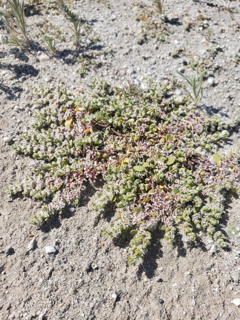 Frost Mat from San Diego County, CA, USA on March 4, 2023 at 01:09 PM ...