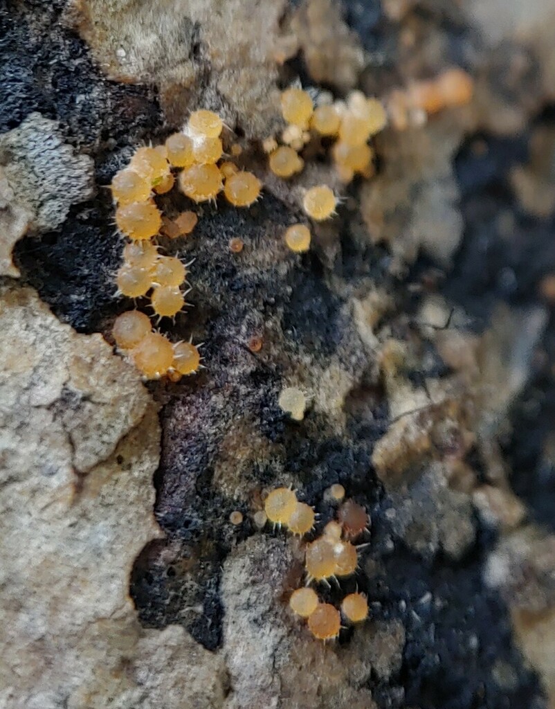 Nectriaceae from Miradero, Mayagüez, Puerto Rico, USA on March 13, 2019 ...