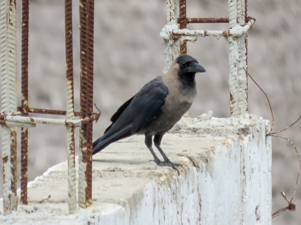 House Crow from Kendwa, Tanzania on February 21, 2023 at 09:06 AM by ...