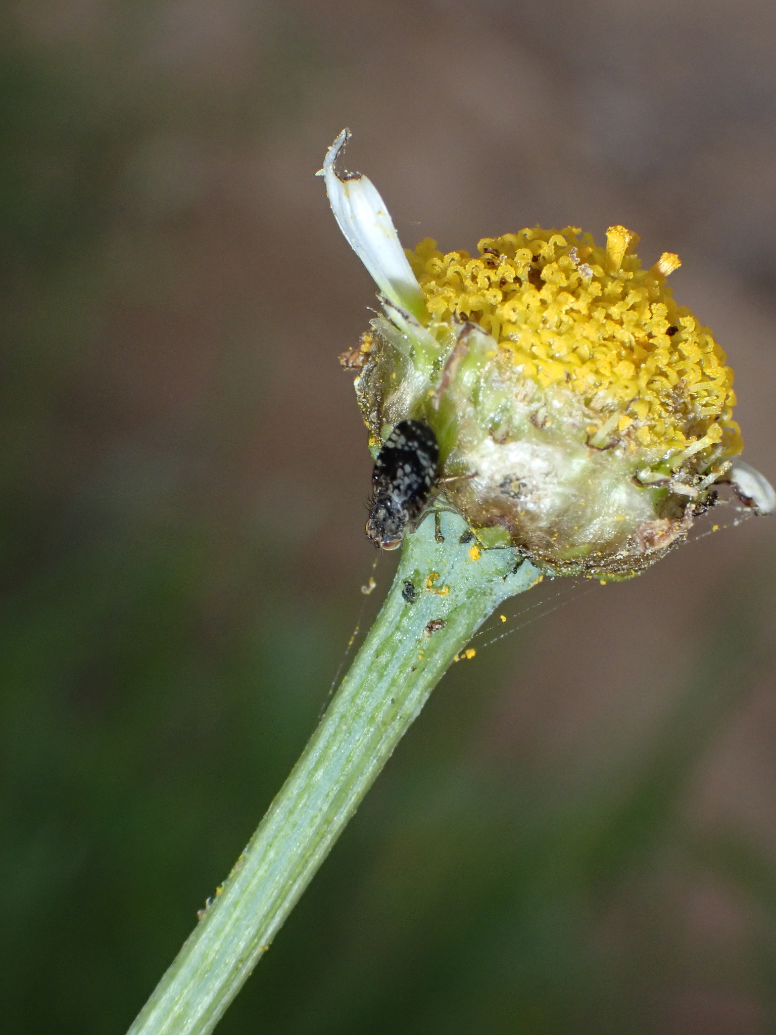 Campiglossa reticulata (Becker, 1908)