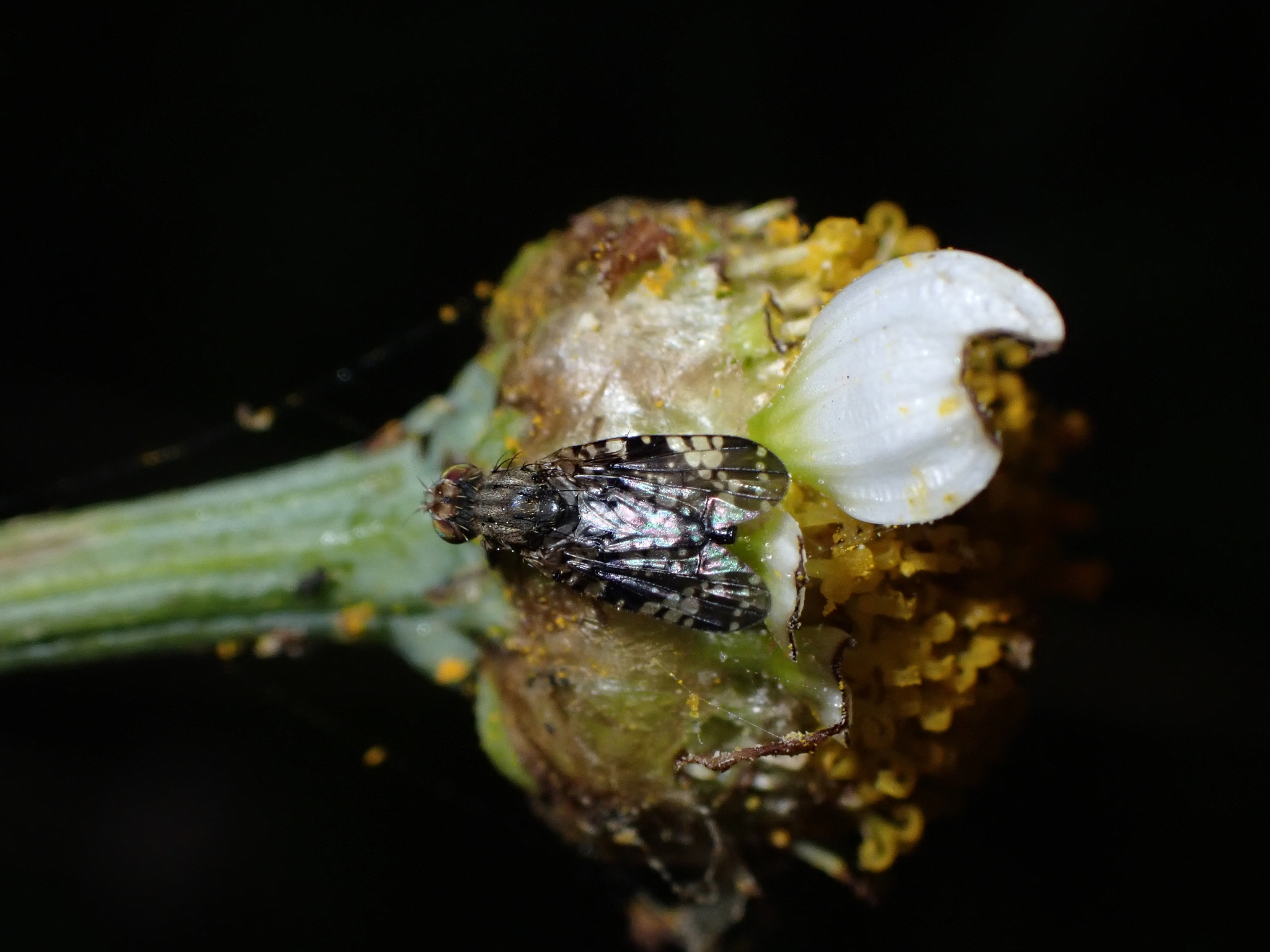 Campiglossa reticulata (Becker, 1908)