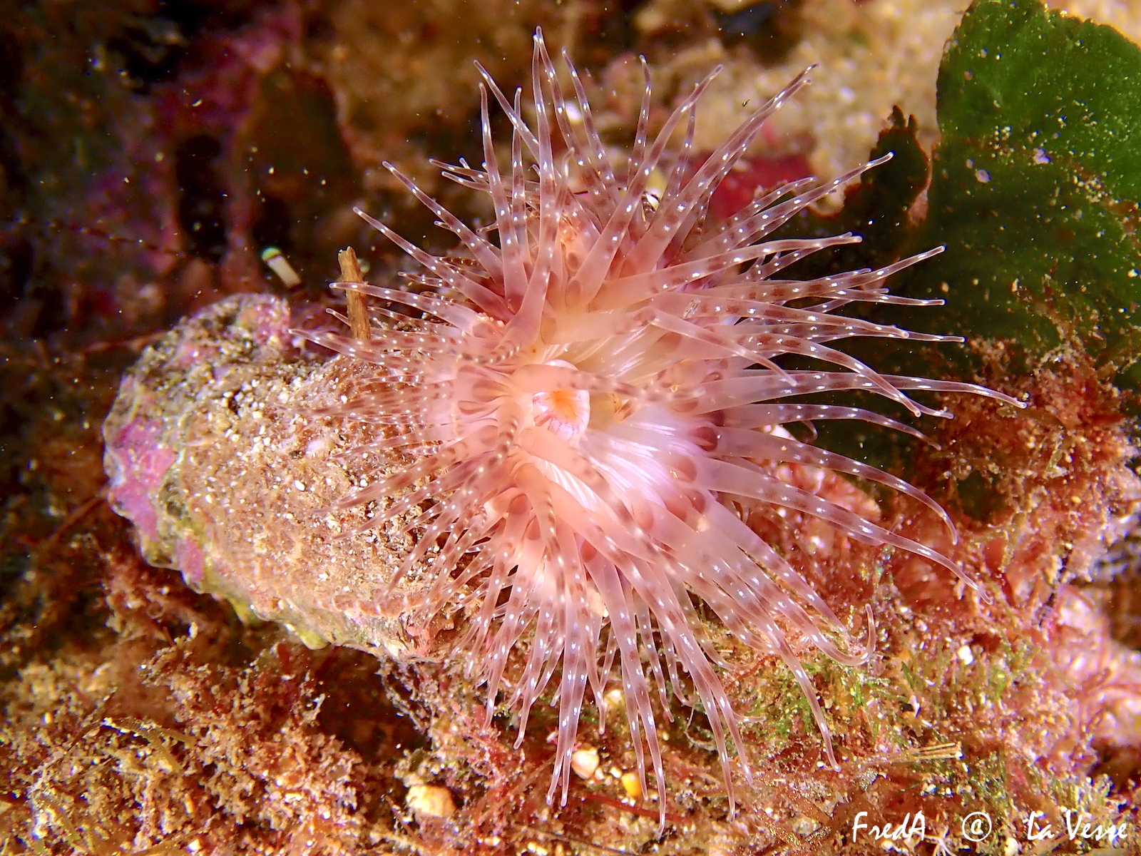 Calliactis parasitica (Couch, 1842)