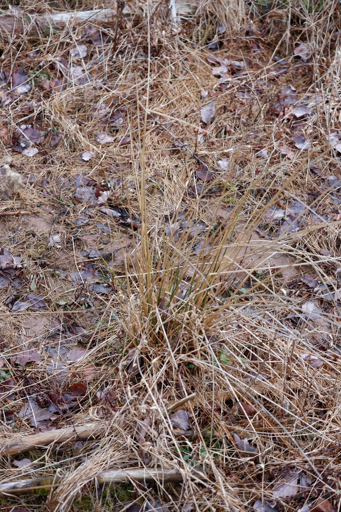 Common Rush from Bridgewater Township, NJ, USA on March 4, 2023 at 12: ...