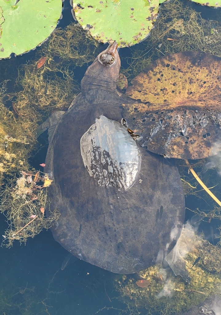 Florida Softshell Turtle from Long Key Natural Area, FL on March 4 ...