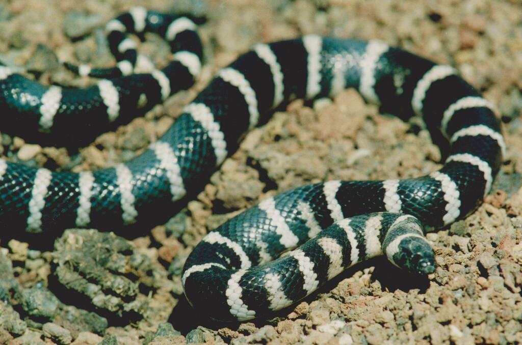 Coast Mountain Kingsnake in June 1994 by Ana Gatica Colima. El ejemplar ...