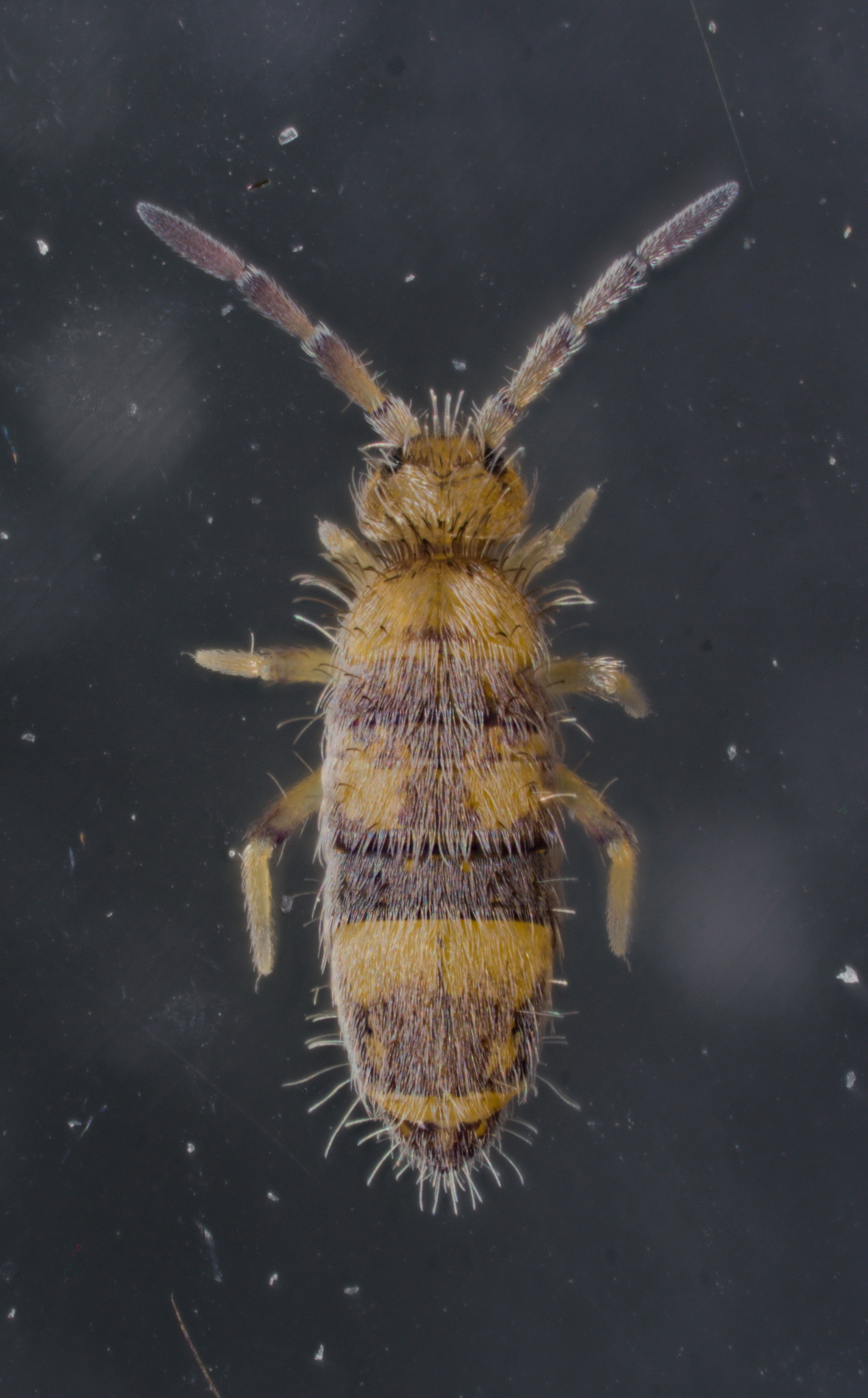 Entomobrya assuta J.W.Folsom, 1924